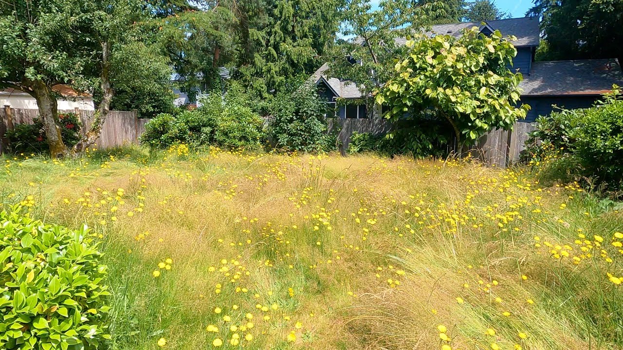 OVERGROWN Lawn HASN'T Been Touched ALL YEAR! 3 Foot Tall Grass! Lawn ...
