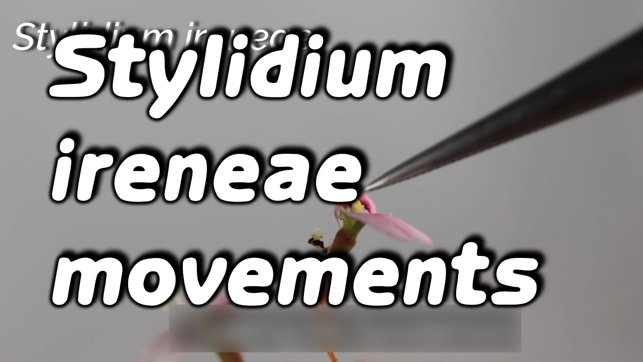 Stylidium ireneae movements/ Stylidium Bewegungen (Triggerplant ...