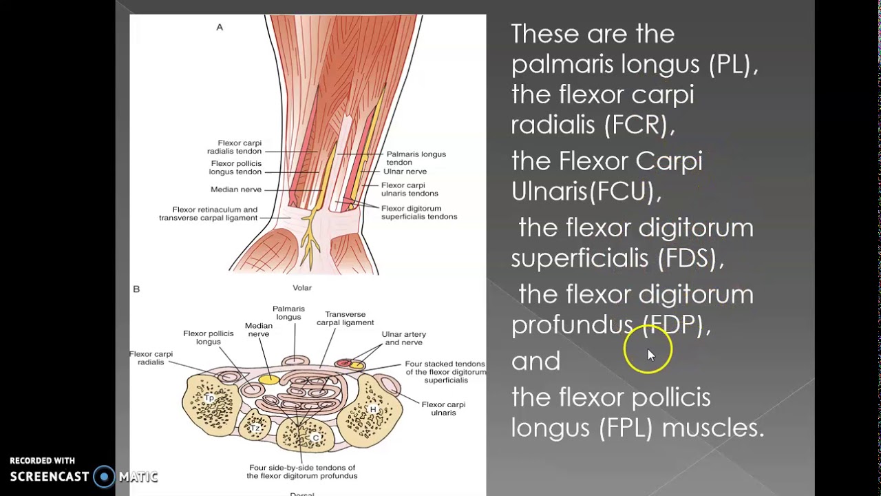 Biomechanics wrist and hand complex, Part 9, Prof Nishand, AWH Special ...