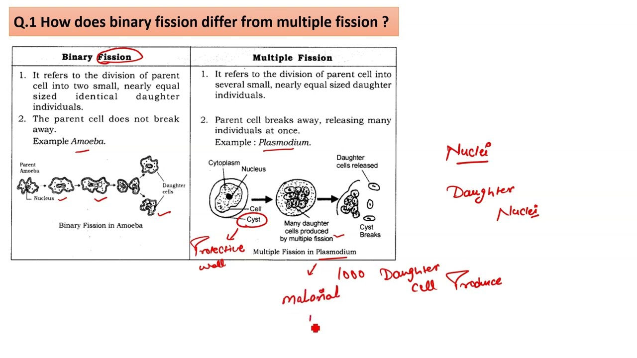Multiple Fission Examples
