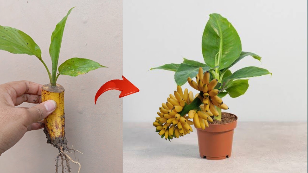 Best Skills: Banana tree grafting from banana fruit in pot 100% growing ...