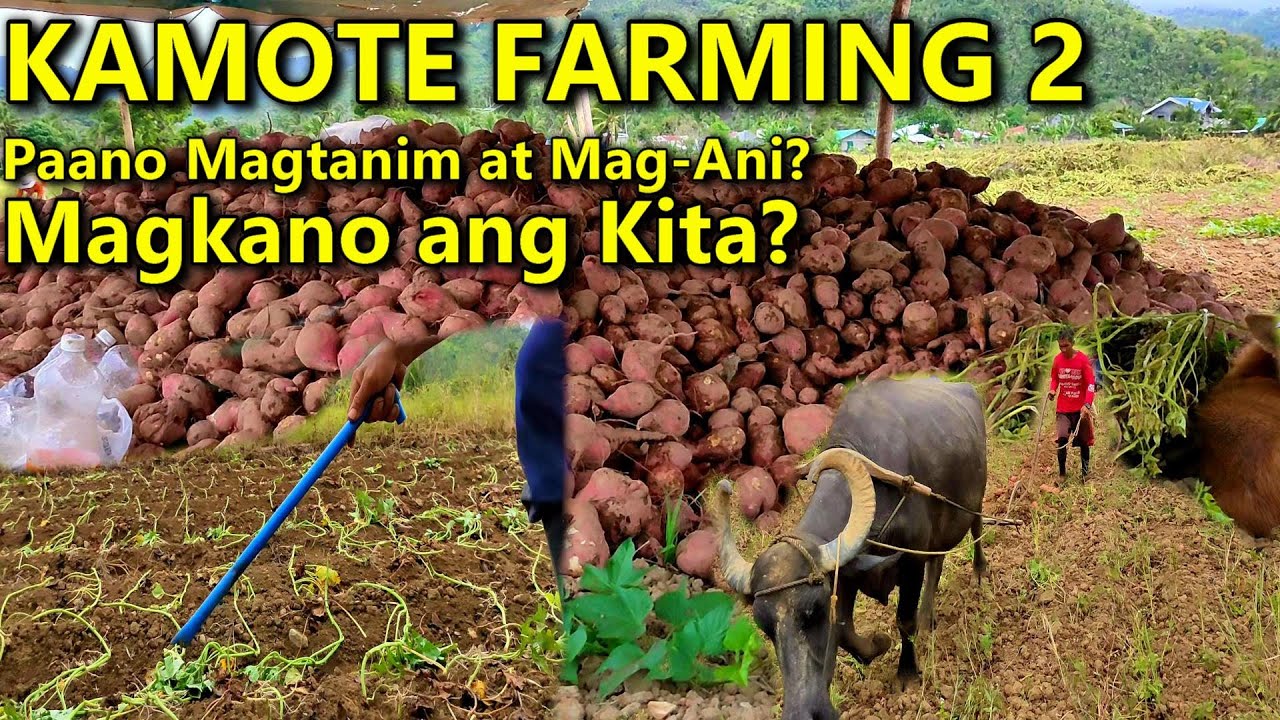 KAMOTE Farming:Paano Magtanim at Mag-ani?Magkano Kikitain 2? - YouTube