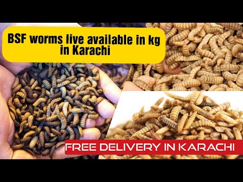 BSF worms | live available in Karachi | in kg | with free delivery only ...