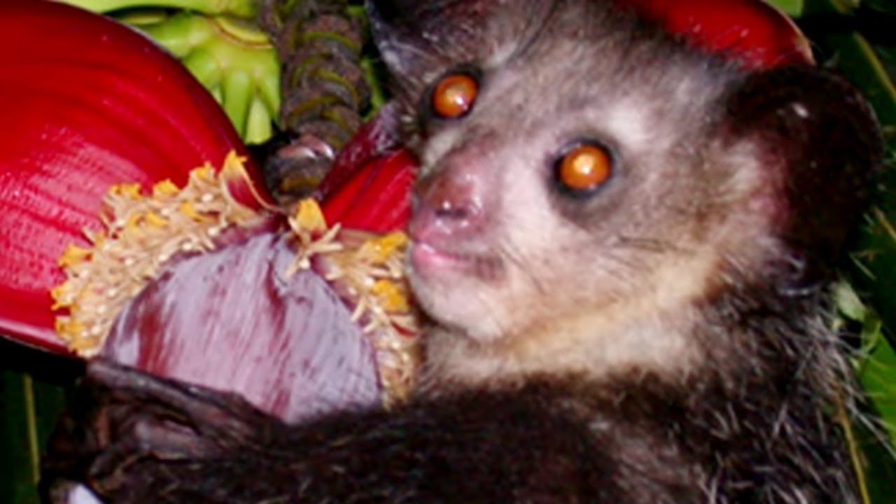 World's Most BIZARRE Looking Creatures - YouTube