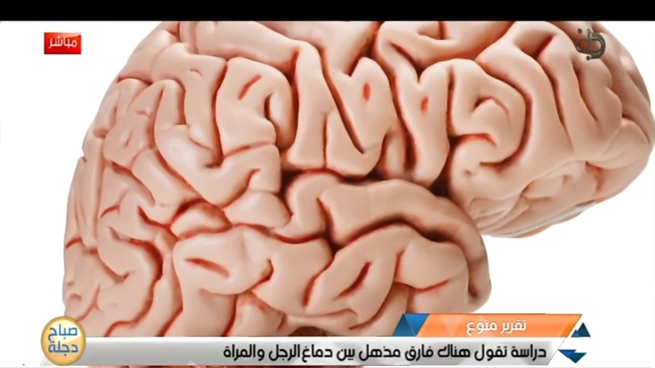 الفرق بين دماغ الرجل والمرأة دراسة صادمة Youtube
