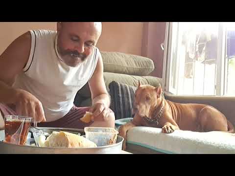 PITBULL SEZAR EVDE YAŞAM pitbull home life and breakfast @sinansagut @AlaTürkiye