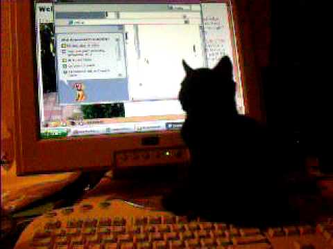 kitten using windows xp - YouTube