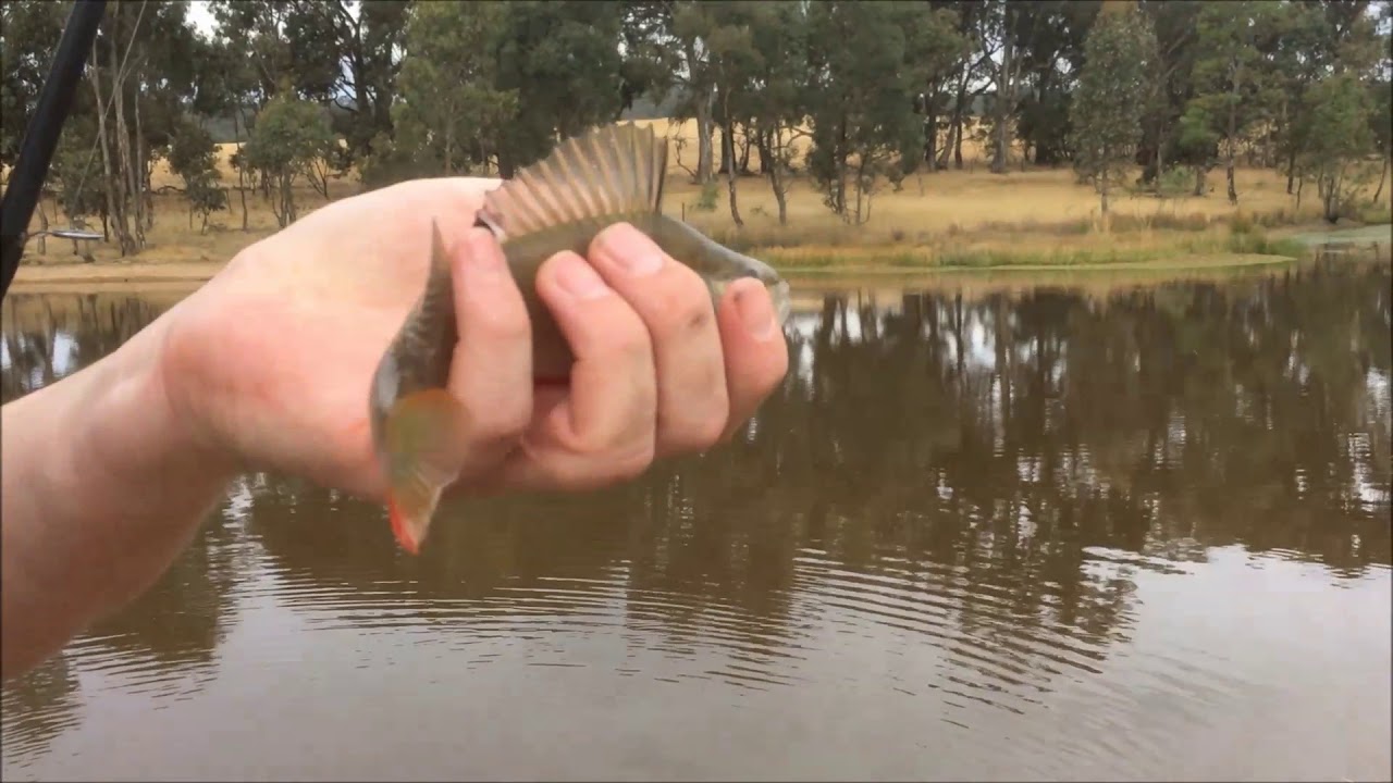 Fishing Redfin Perch with a spinner - YouTube