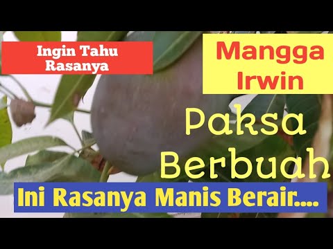 Review Mangga Irwin Hasil Paksa Berbunga, Ungu Manis Berair @hijauindonesia
