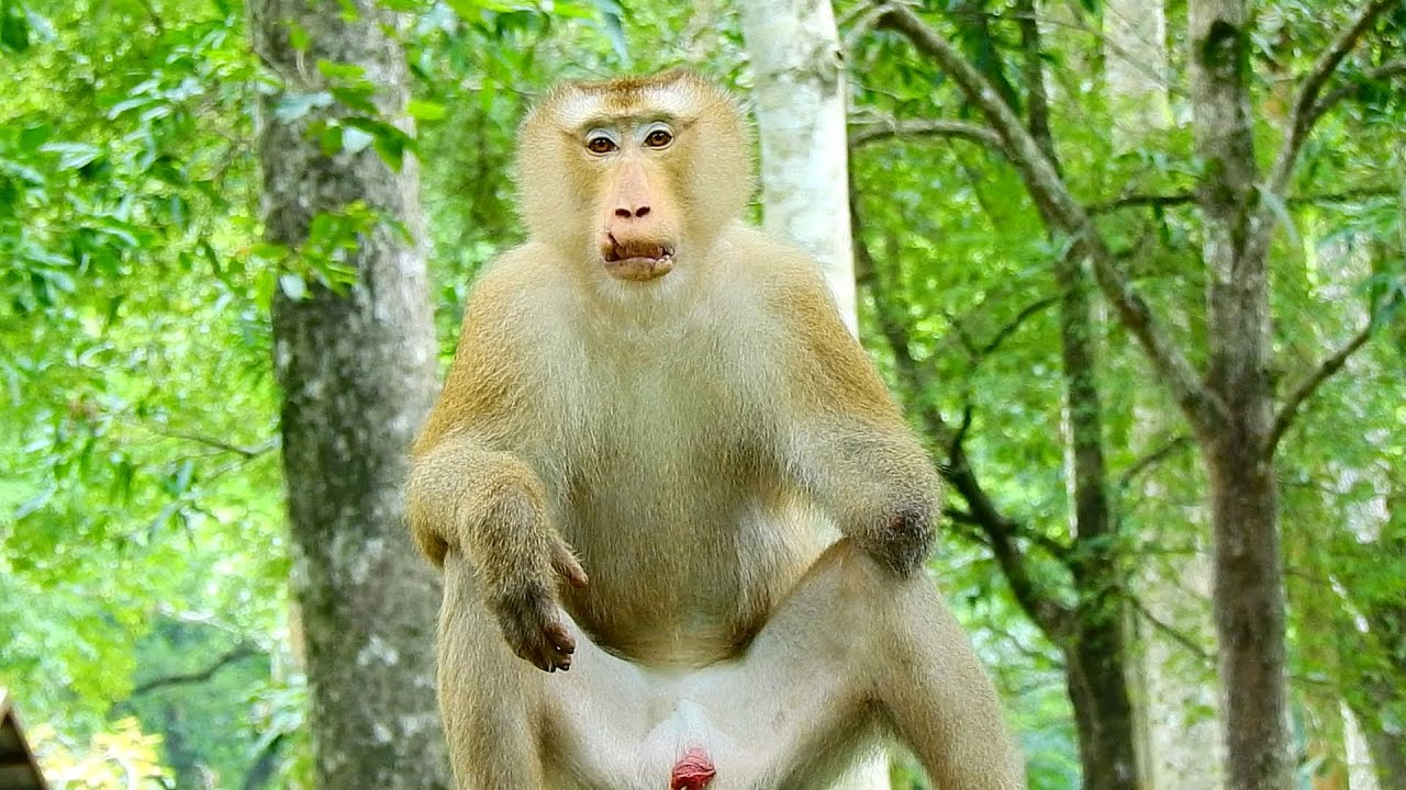 Monkey Pongo is good health - YouTube