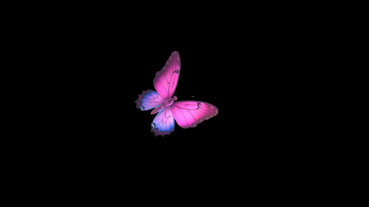 Pink butterfly black screen status | Black screen butterfly flying ...