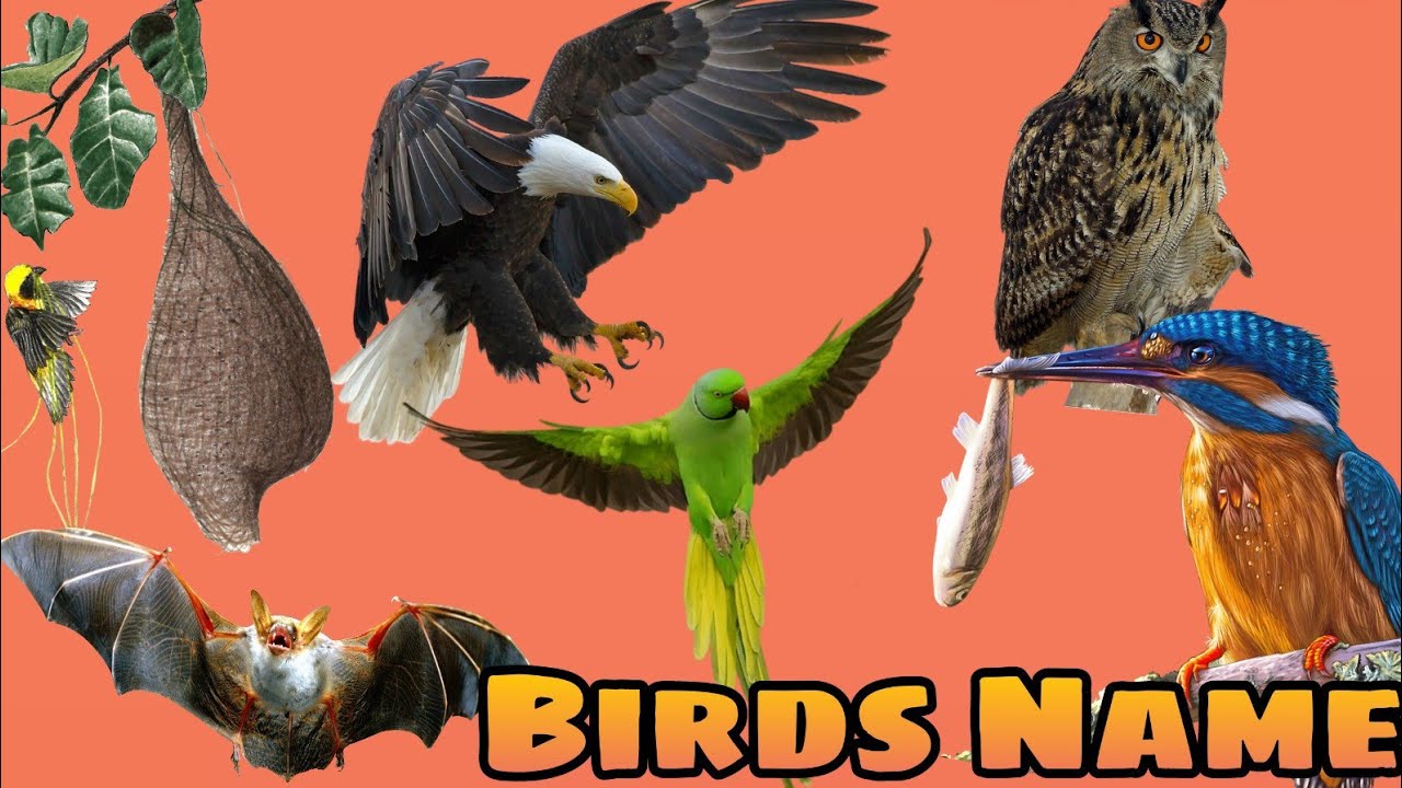 Birdname Bird Names For Baby Voice Learn Bird Names For Kids birdname-bird-names-for-baby-voice-learn-bird-names-for-kids