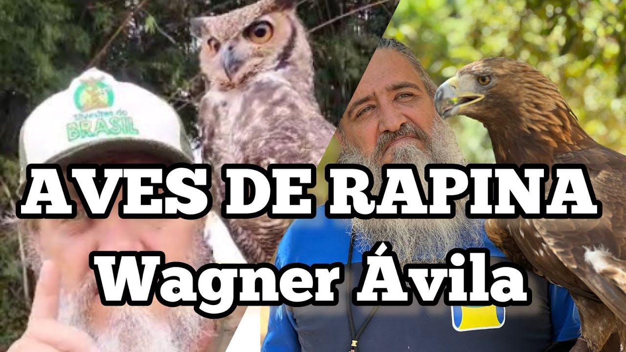AVES DE RAPINA | Entrevista com Wagner Ávila, Treinador de Animais ...