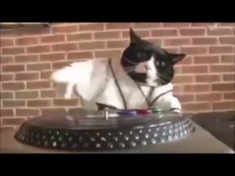 DJ İSTANBUL KEDİ