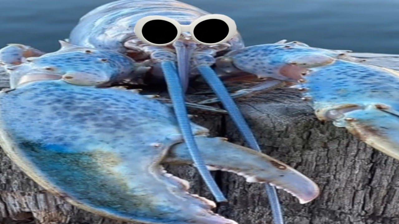 Blue lobster meme 2 - YouTube
