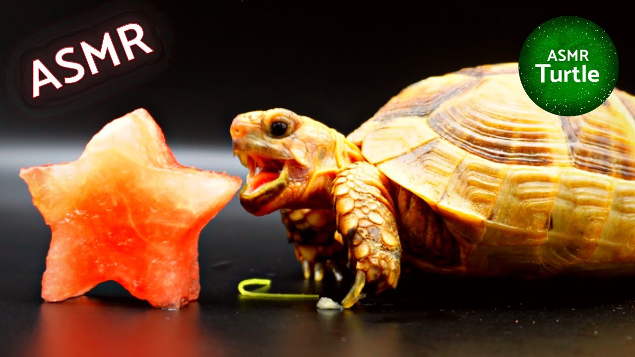 Turtle Tortoise Eating Watermelon Star ASMR Mukbang - YouTube
