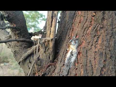 Gum arabic Tree - Babul Gondh - Acacia Edible Gum