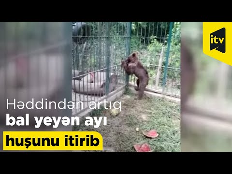 Həddindən artıq bal yeyən ayı huşunu itirib