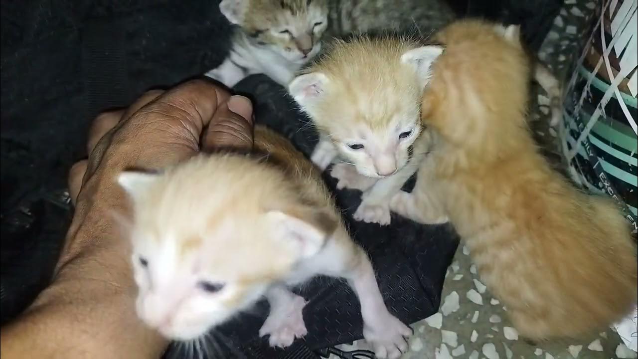 DAY_14 KITTNES SEE FIRST TIME MOBILE SEE HOW THEY REACT#cat #viral #kitten #video - YouTube