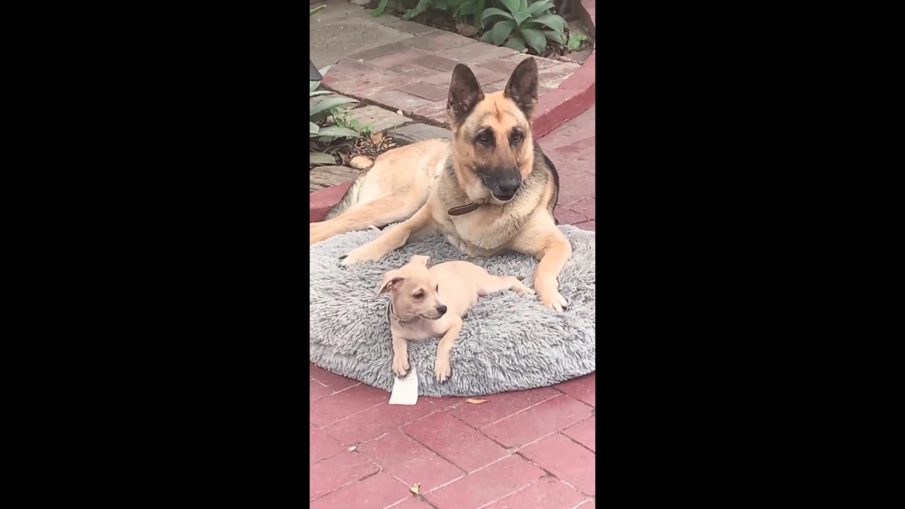 Chi Staffy Bull Puppy Playing With Adoptive German Shepherd Mom #shorts ...