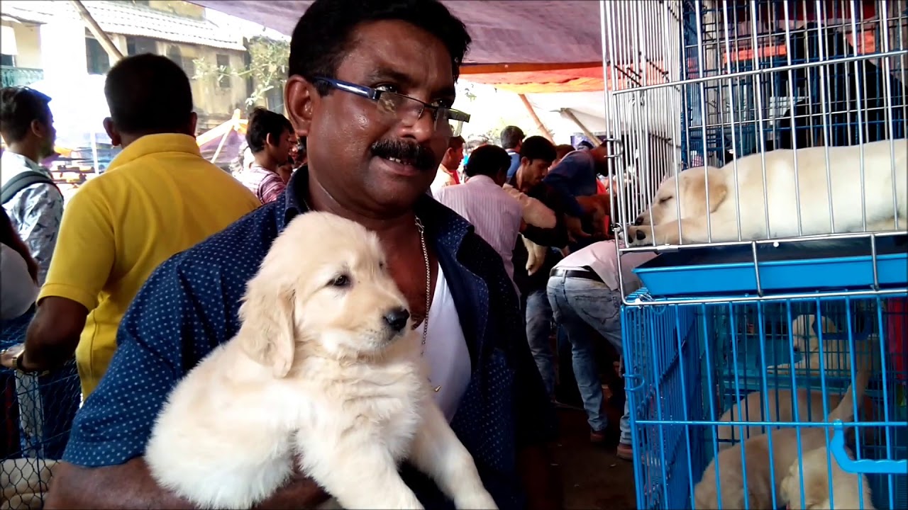 The Best Largest Cheapest Pet Market Galiff Street Kolkata YouTube the-best-largest-cheapest-pet-market-galiff-street-kolkata-youtube