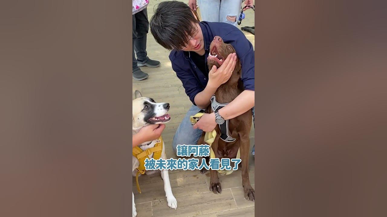新年你也可以成為浪浪們的新希望！ 浪浪別哭 讓我陪你等家 幫助浪浪 你我都可以幫助浪浪 Youtube