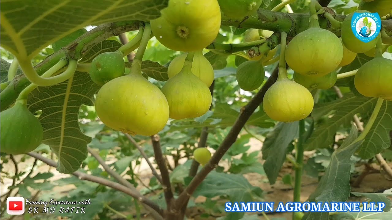 #S2 Anjeer Farming Training by SK MD RAFIK High Profit Cultivation In ...
