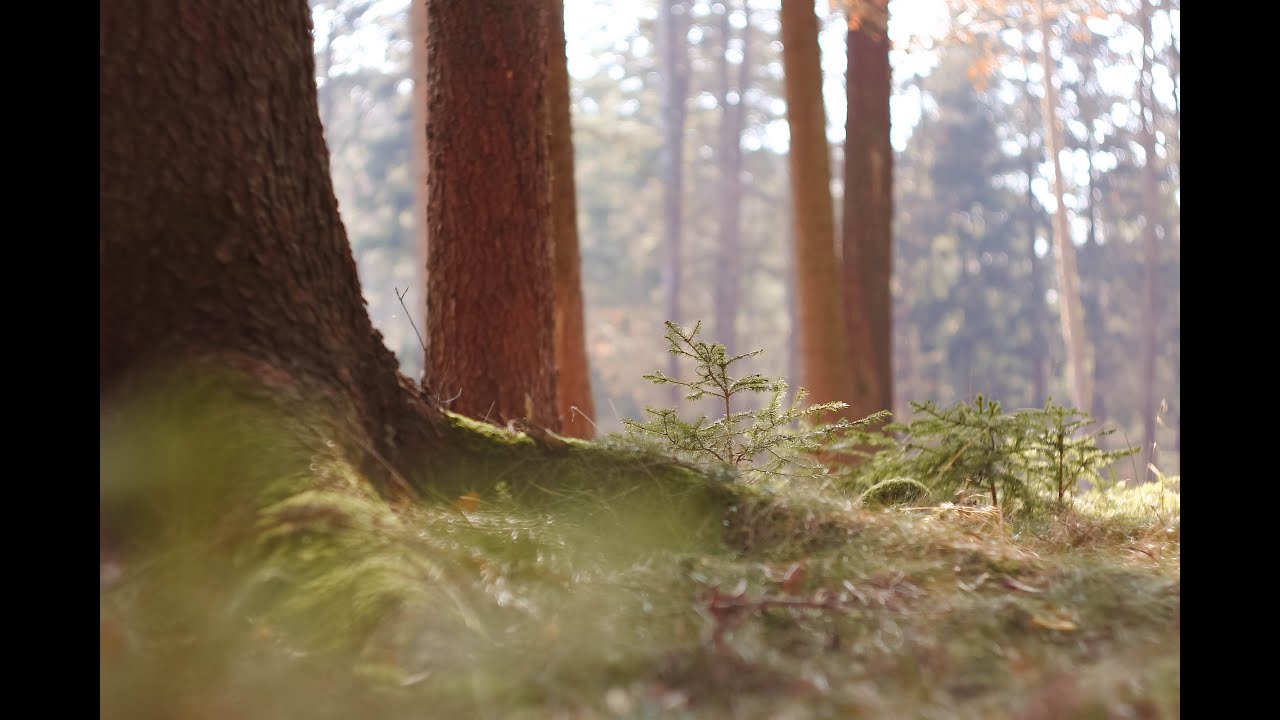 The Forest - Short Film 1080p - YouTube