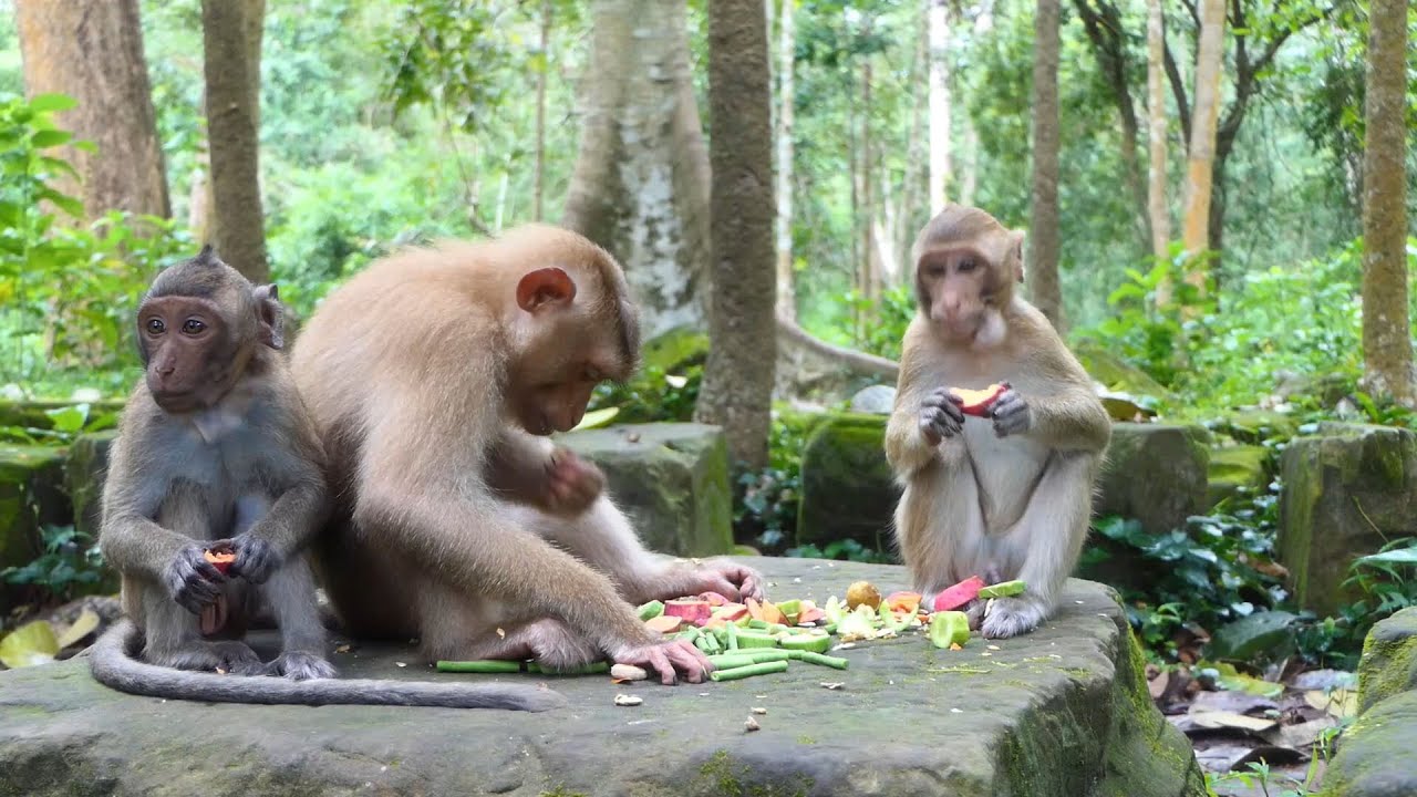 Barry Sweetpea Sheba Dora and Savana enjoy their food - YouTube