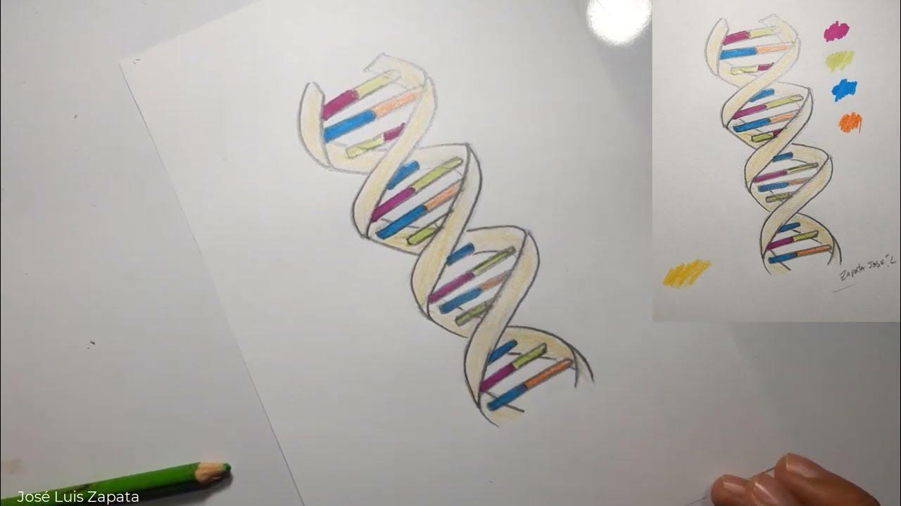 comment dessiner l'adn | pièces dans la description - YouTube