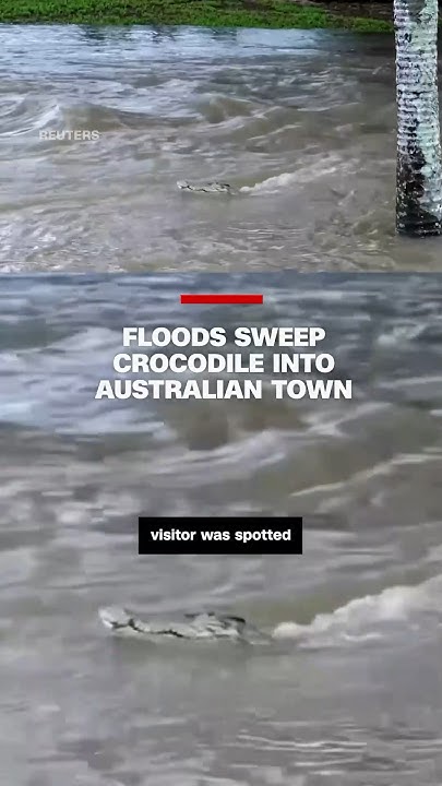 Floods sweep crocodile into Australian town - YouTube