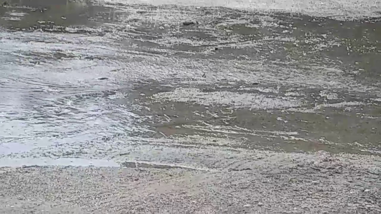 Fish crossing the road - YouTube