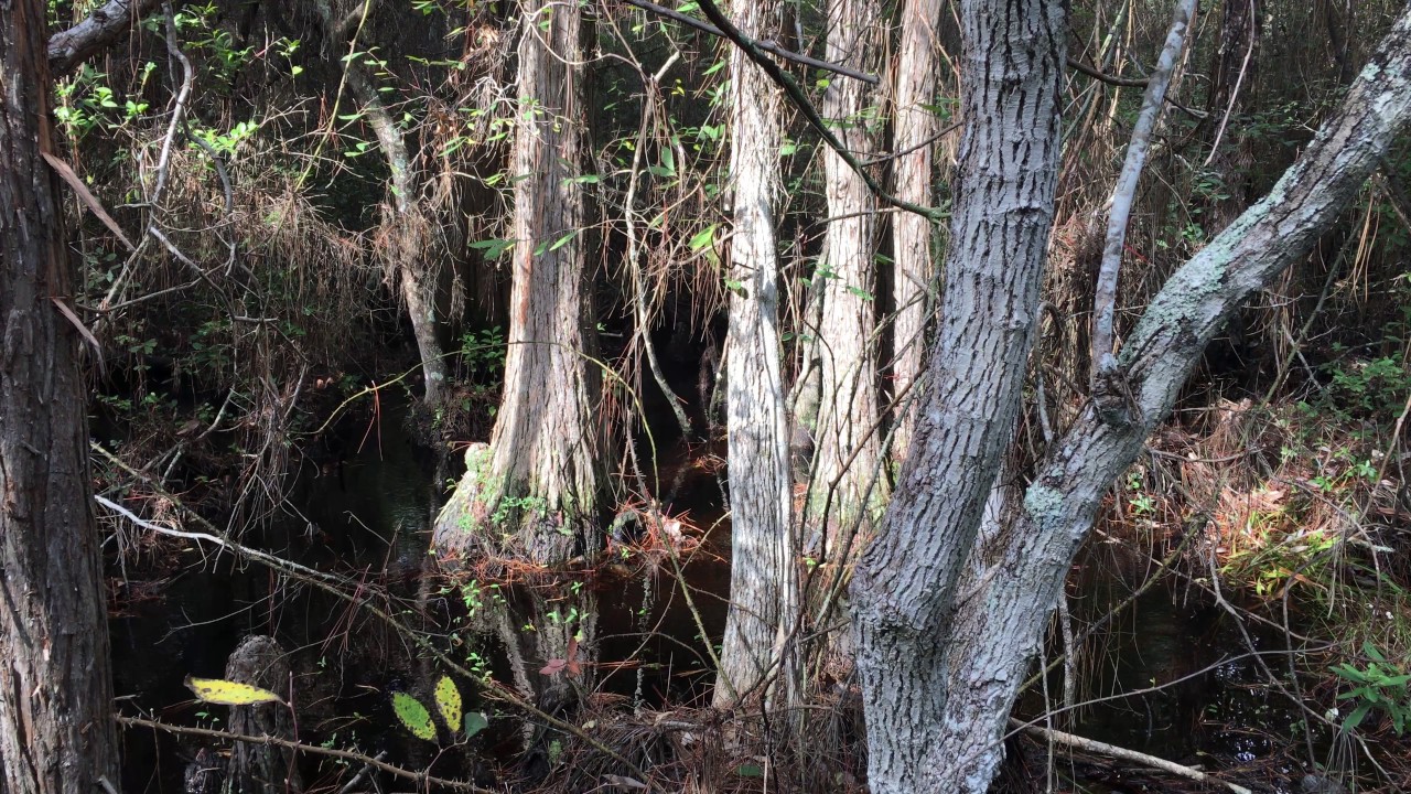 Florida swamp - 4k - B-Roll - 11s - YouTube