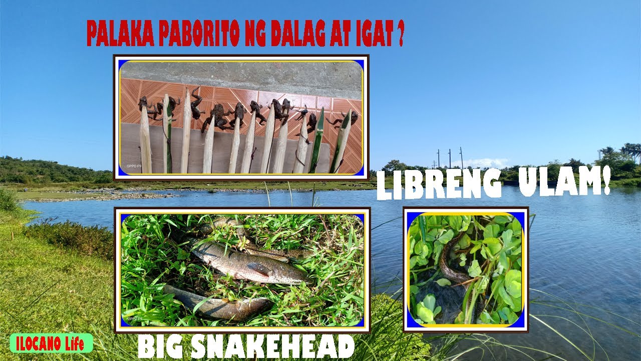 Catched BIG SNAKEHEAD|EEL WITH A FROG BAIT.Very Effective Palakang ...