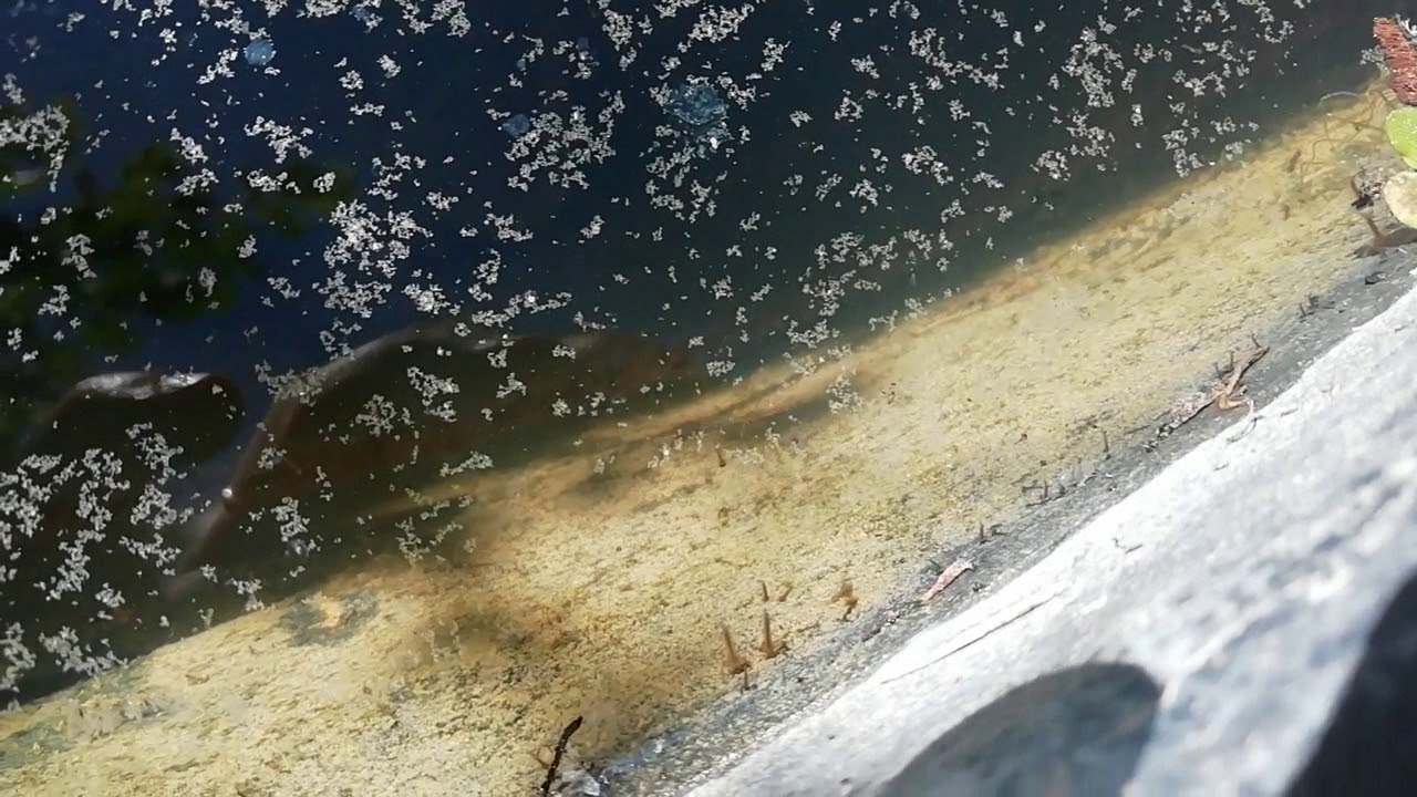 Bébés poissons - YouTube