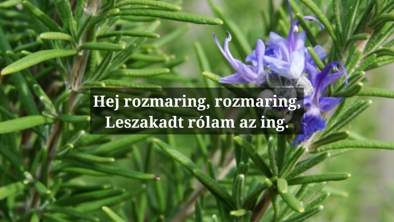 Hej rozmaring, rozmaring - YouTube
