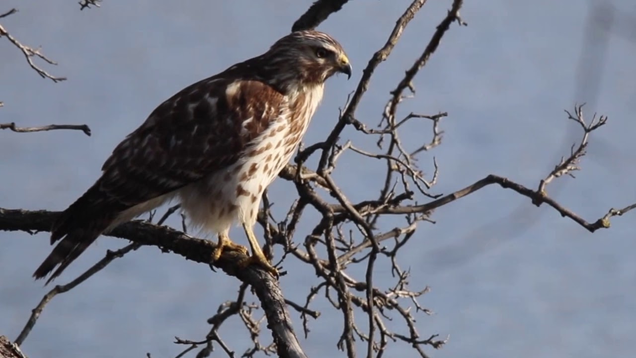 DBB Red shouldered Hawk Nesting @ Columbus Park Chicago HD 1080p - YouTube