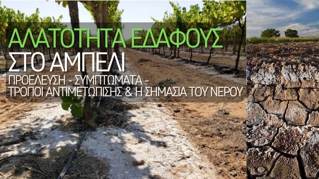 Αλατότητα Εδάφους Στο Αμπέλι | ΕΠΙΠΤΩΣΕΙΣ - Τρόποι Αντιμετώπισης & η ...