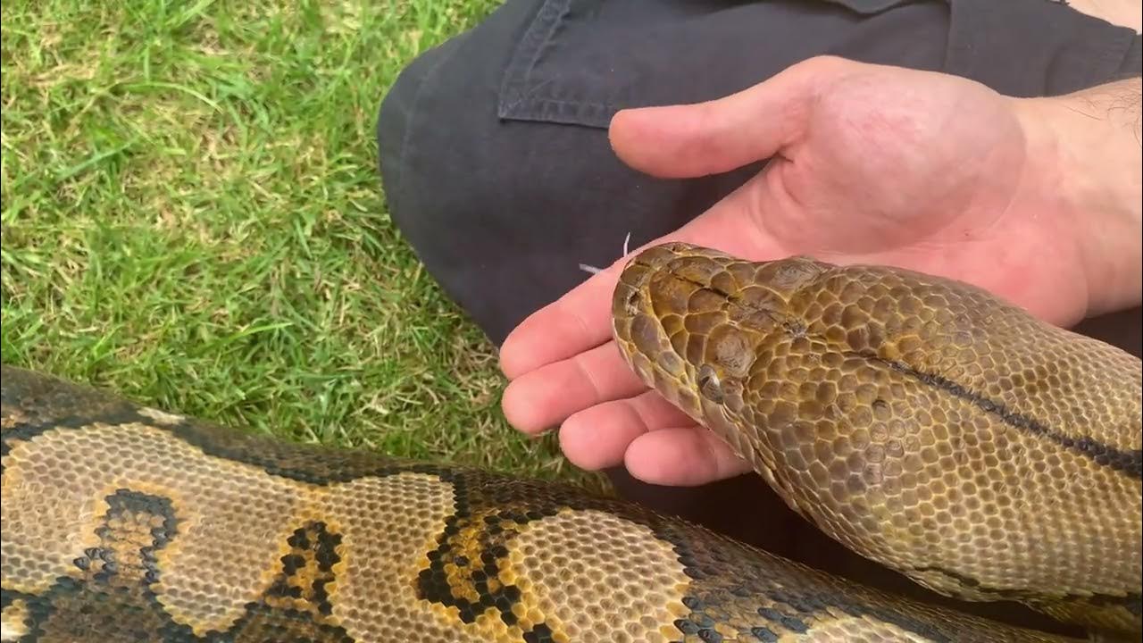 15ft Reticulated Python very interested in my hand - YouTube