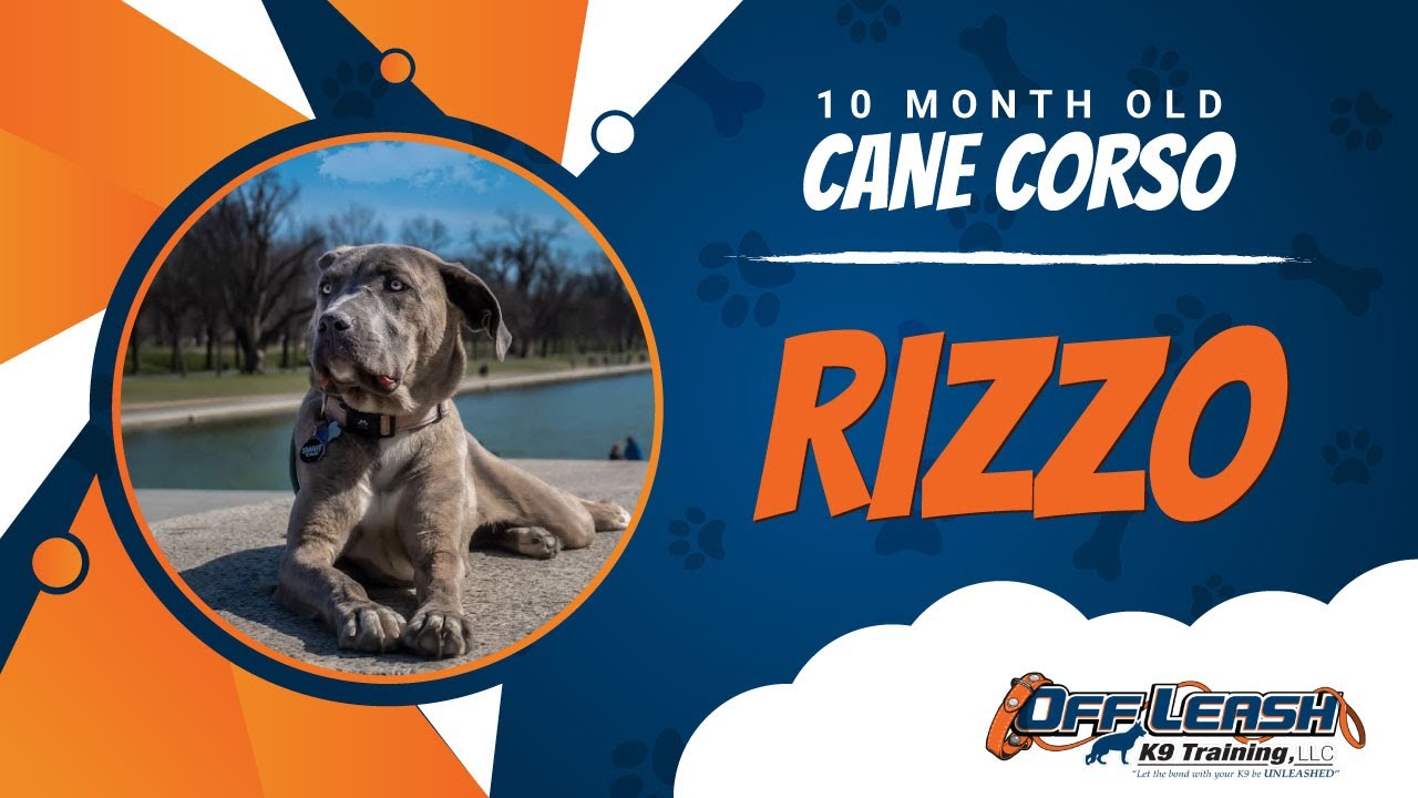 Cane Corso, 10 Month Old, Rizzo | Best Dog Trainers Northern VA, | Off ...