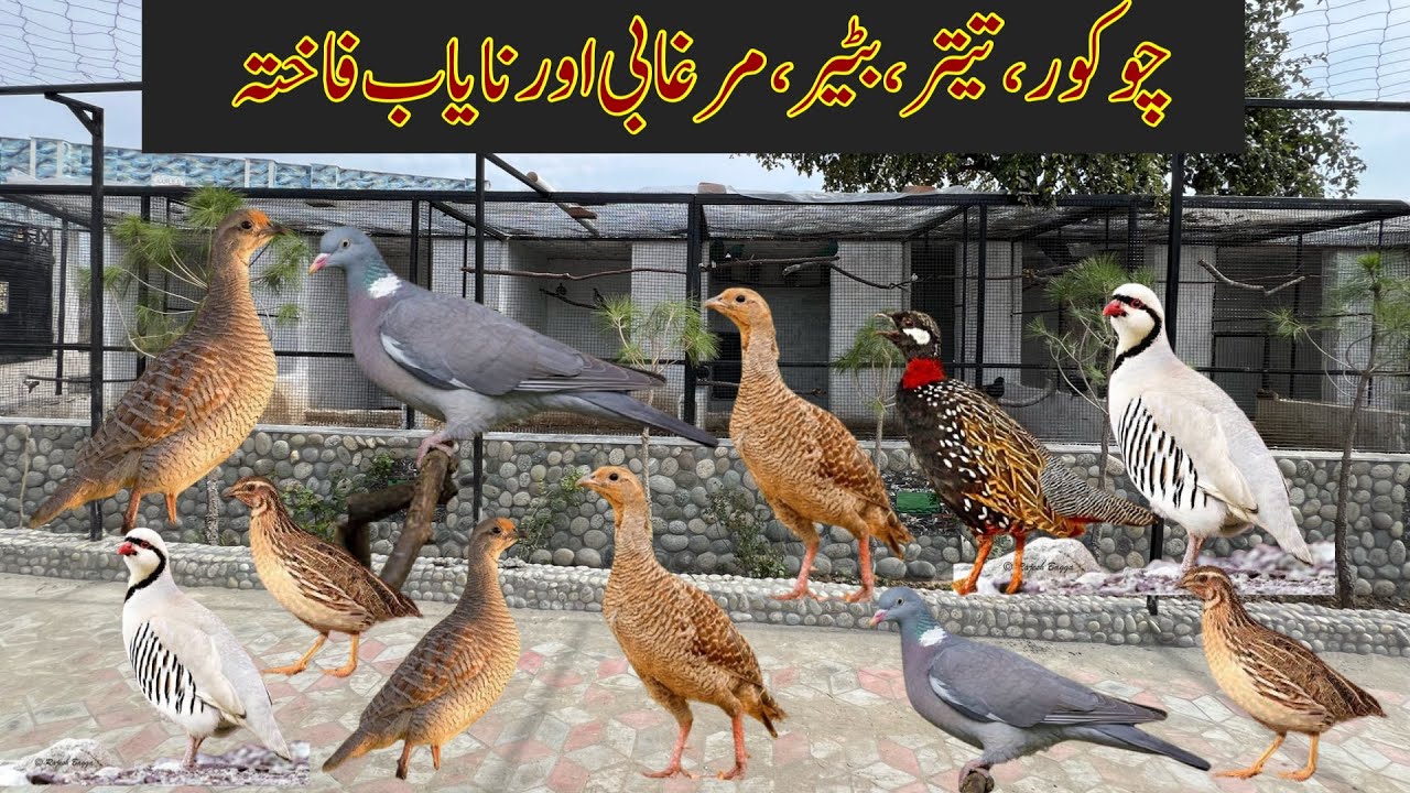 Irani Teetar,Dakhni Teetar,Kala Teetar,Chokor,Batair and Dove Mutations ...