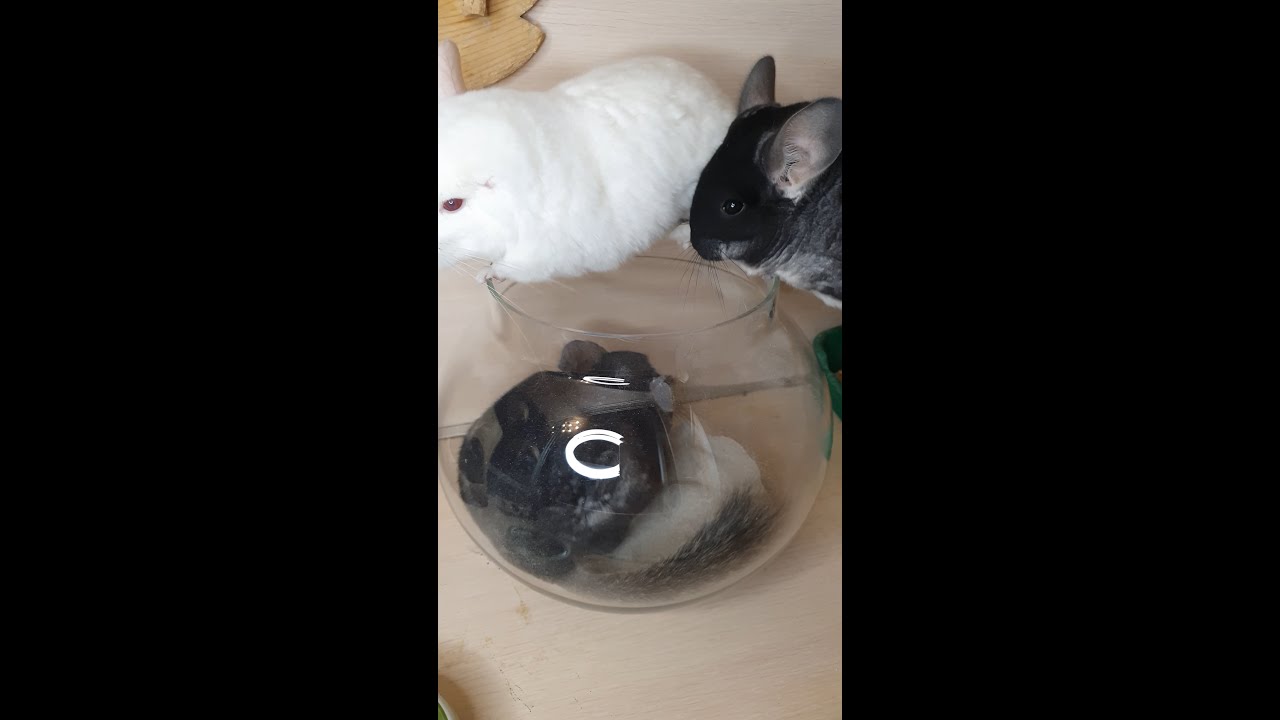 Chinchillas bathing in dust - YouTube