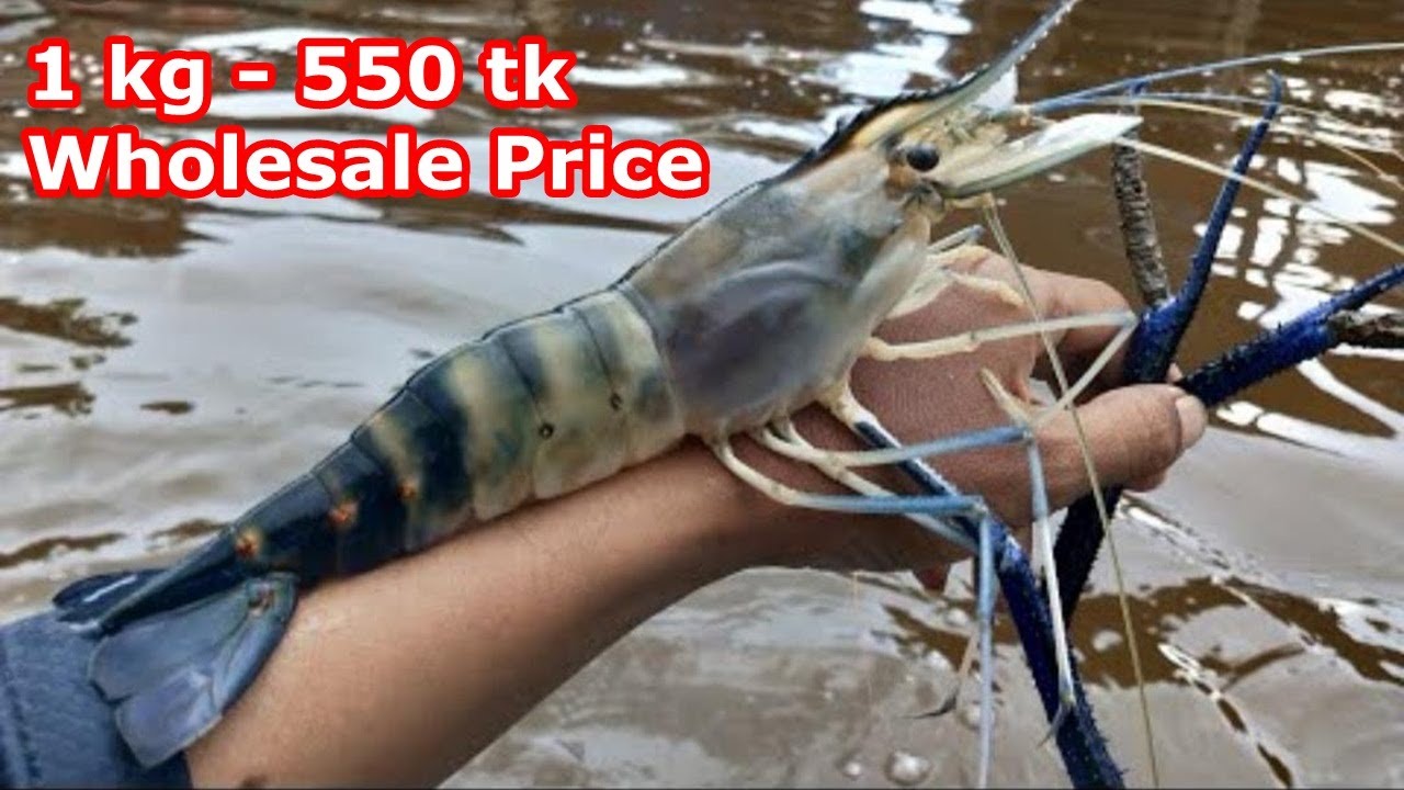 Wholesale Bagda Chingri | Bagda Chingri/Golda Chingri Big Bazar In ...