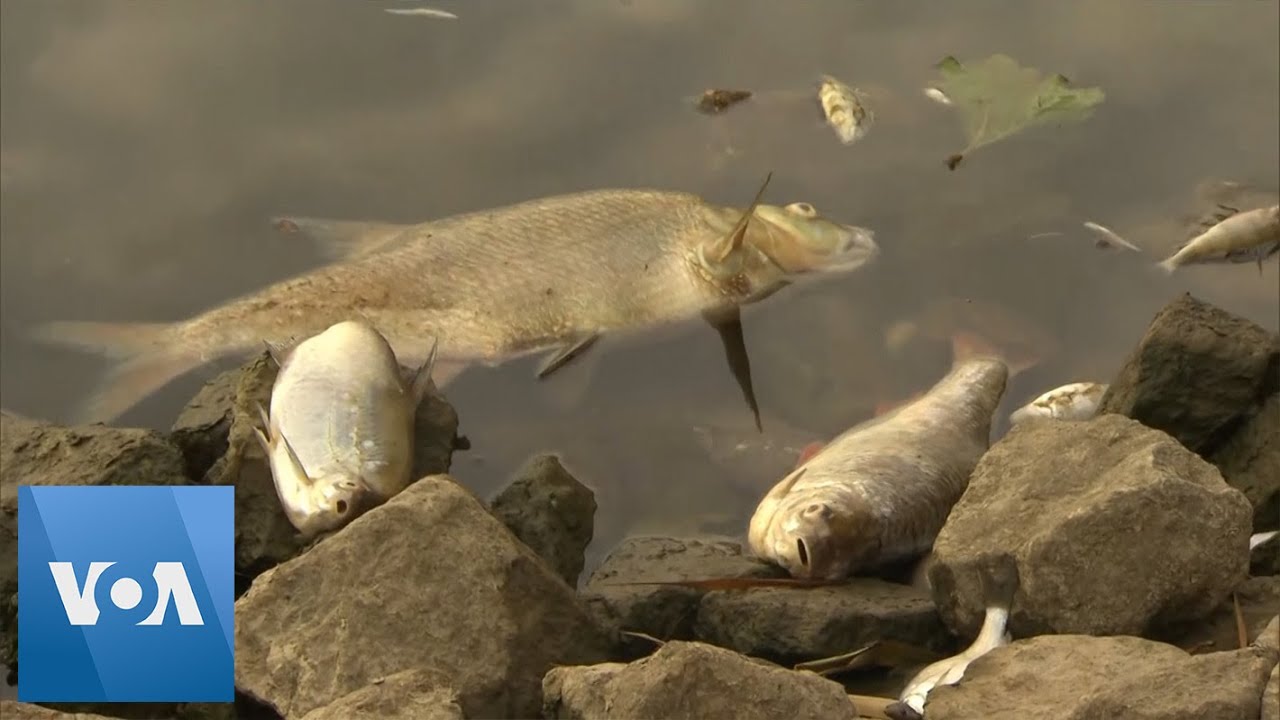 Tons of Dead Fish are Removed From Oder River in Germany - YouTube