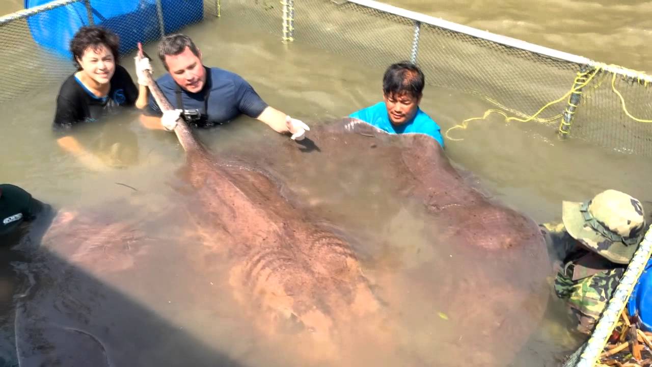 World's biggest freshwater fish on rod & line! - YouTube