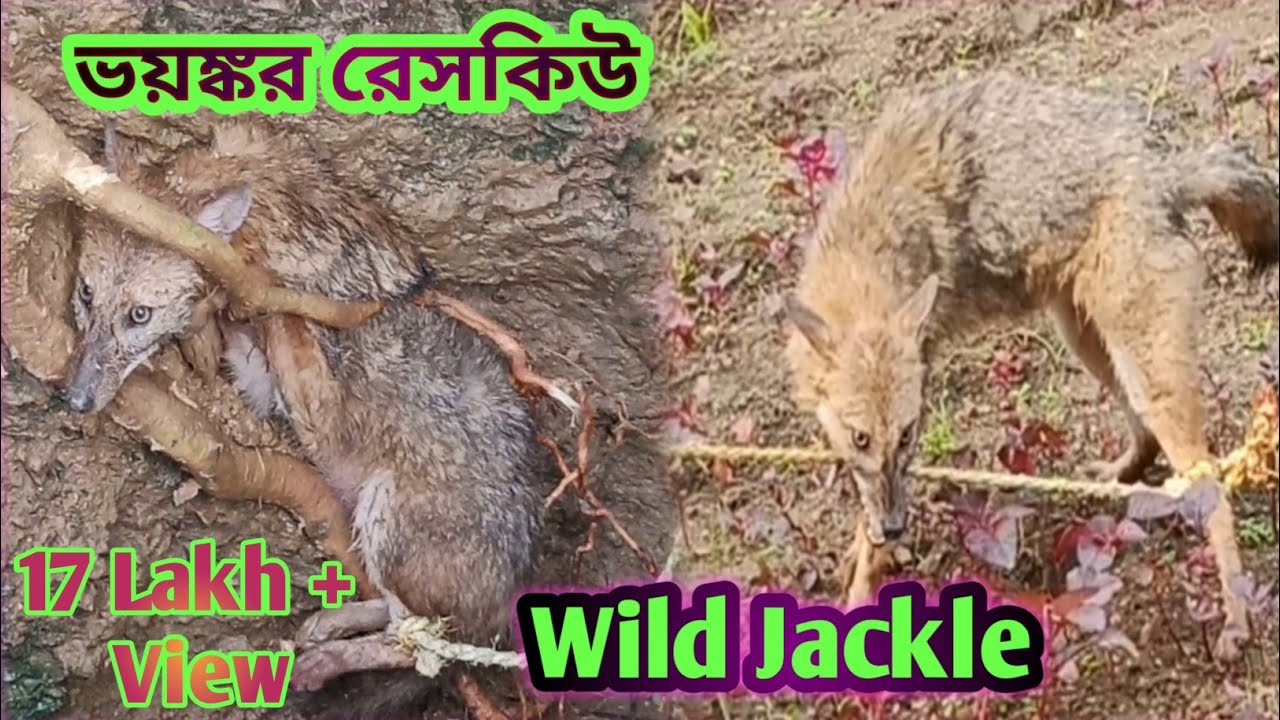 Dangerous Rescue Opration Of A Indian Jackal Fall In Well. @Snake ...