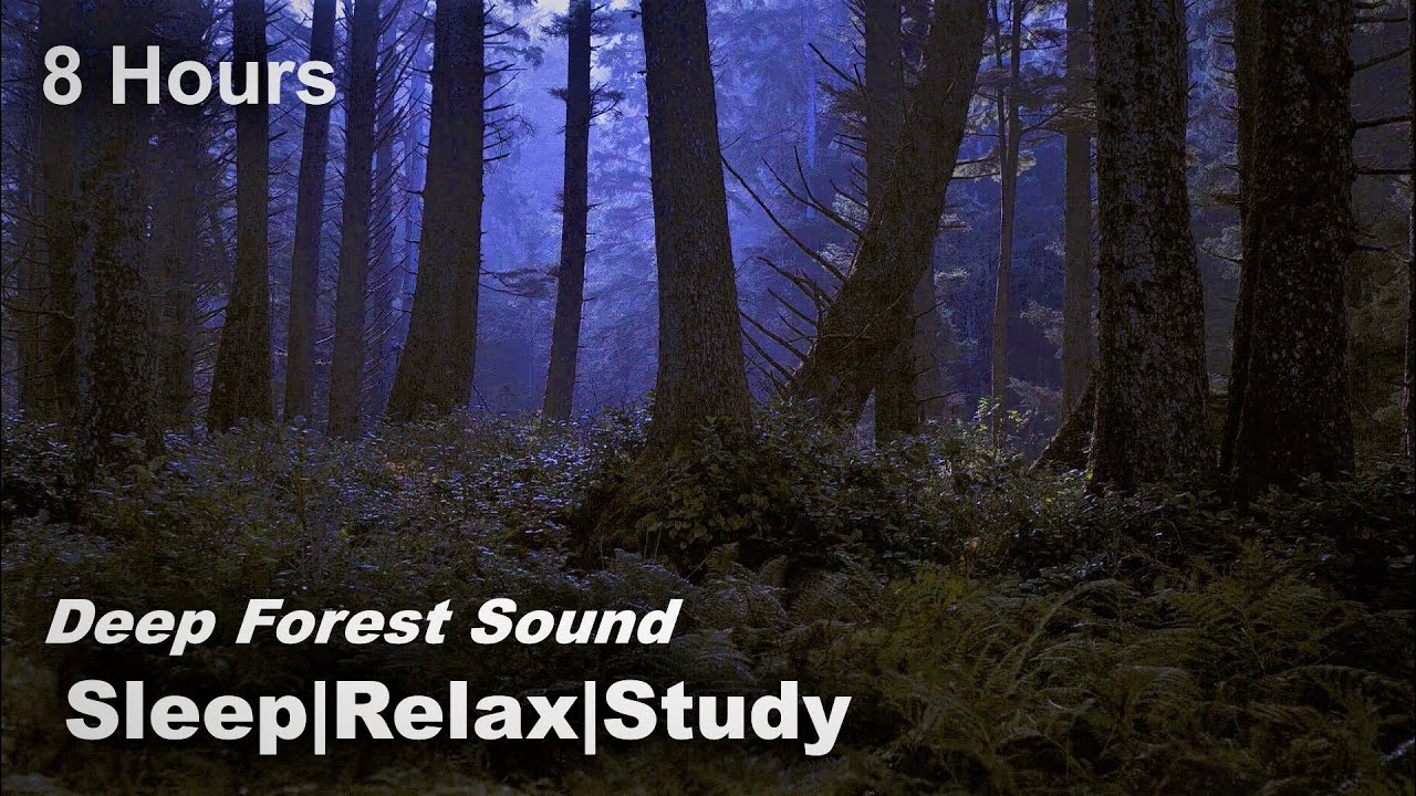 DEEP FOREST AT NIGHT - Crickets Rain Wind in Trees - Relax Study Sleep ...