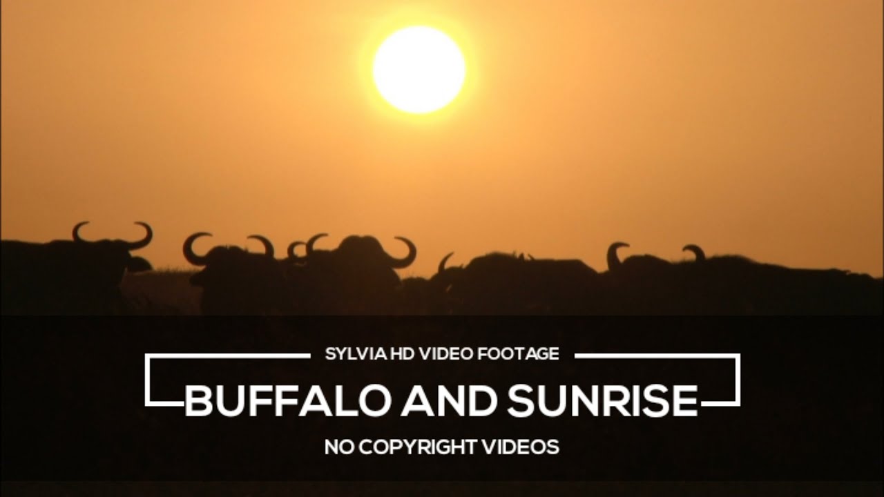 Buffalo and Sunrise View || HD Stock Videos | Free Stock Footage | No ...