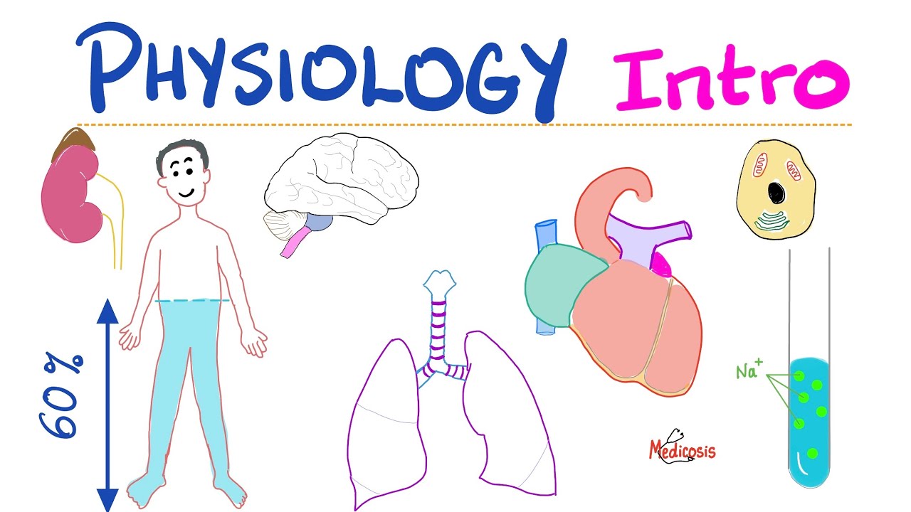 Physiology Introduction What Is Physiology A Complete Playlist Physiology Introduction What Is Physiology A Complete Playlist