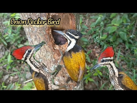 The Cruel Onion Woodpecker Mother Tortures Baby Birds 